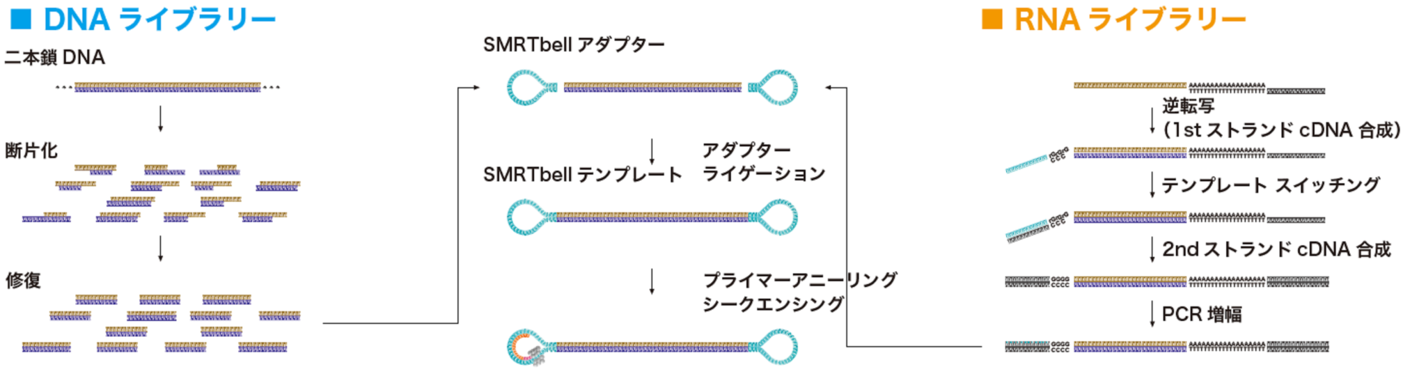PacBioシーケンス受託サービス | 株式会社ジーンベイ（GeneBay）